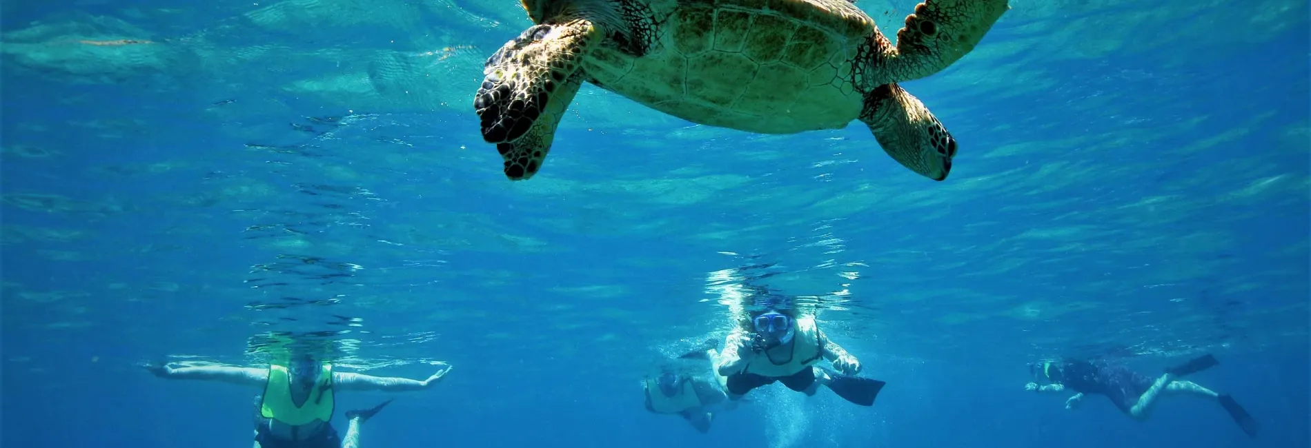 Maui Snorkeling Guide for October 2025 | Island Life Hawaii