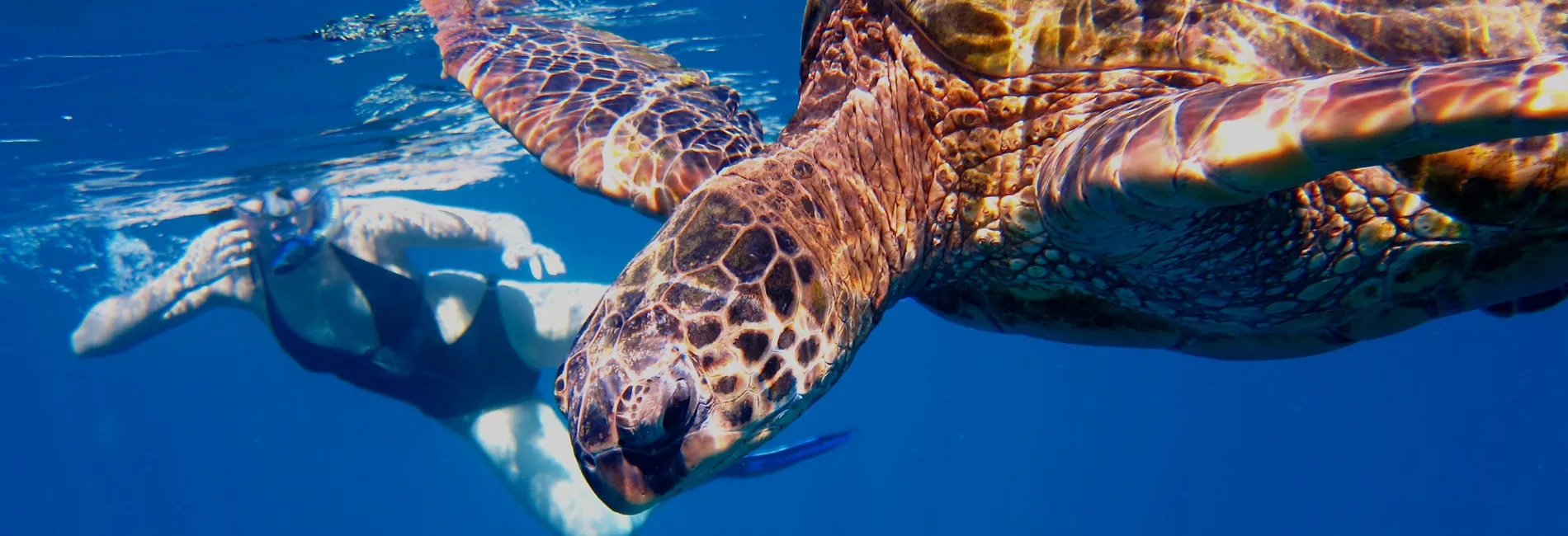 Maui Snorkeling Guide for August 2025 | Island Life Hawaii