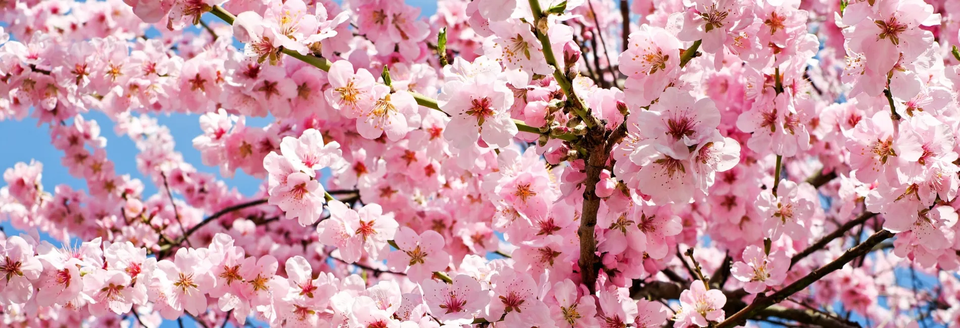 The Best Time To Visit Hawaii | A Month By Month Guide